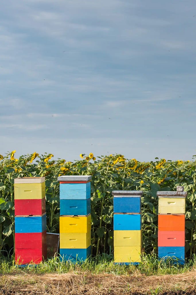 Beehive Paint: What’s the Best Paint for Bee Hives and How to Paint ...