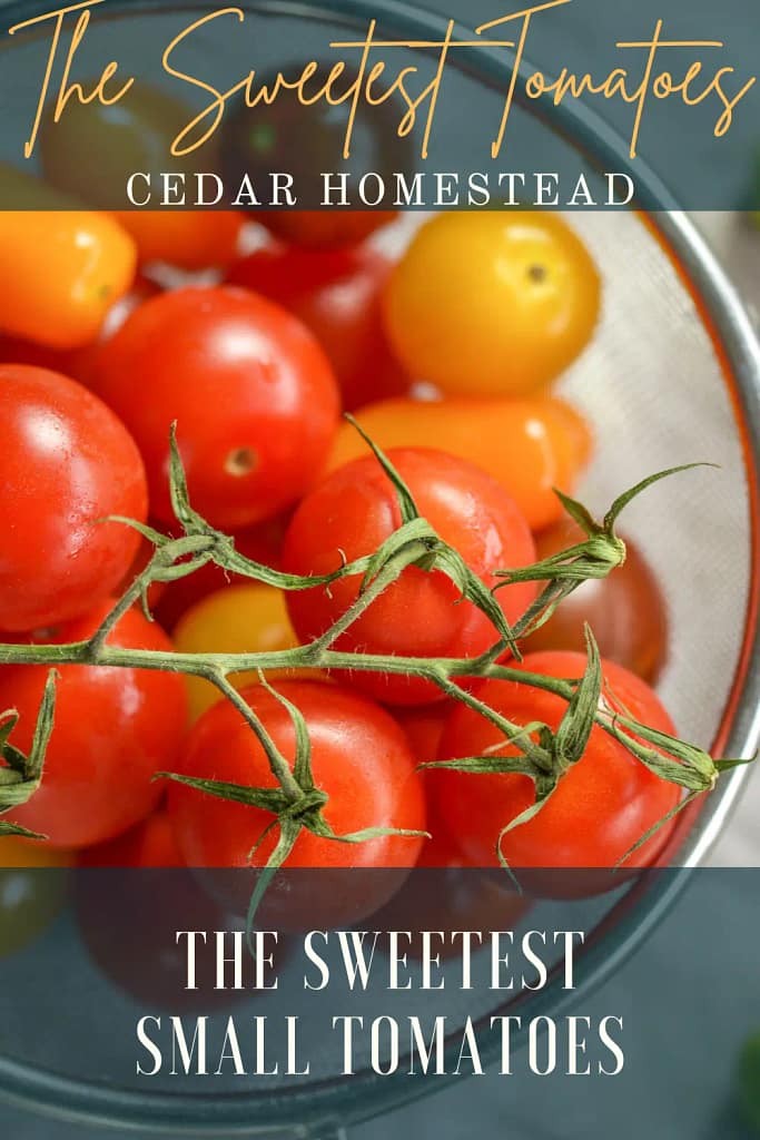 Sweetest Tomatoes: The Best Varieties of Sweet Tomatoes to Try This ...