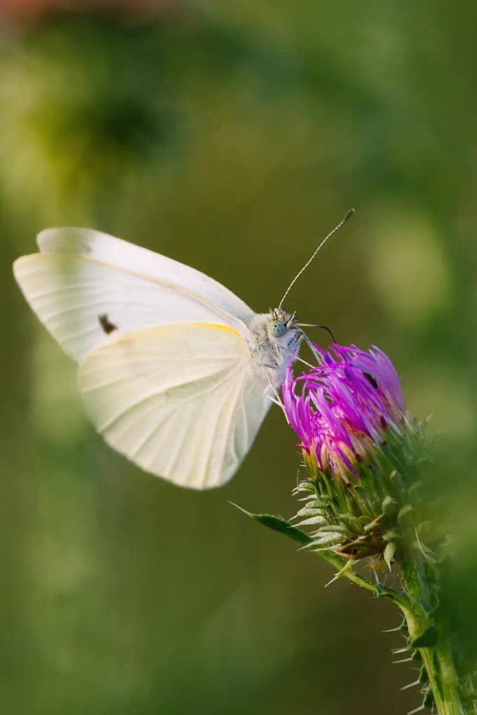 What is a White Cabbage Moth and Homemade Cabbage Moth Spray - Cedar ...