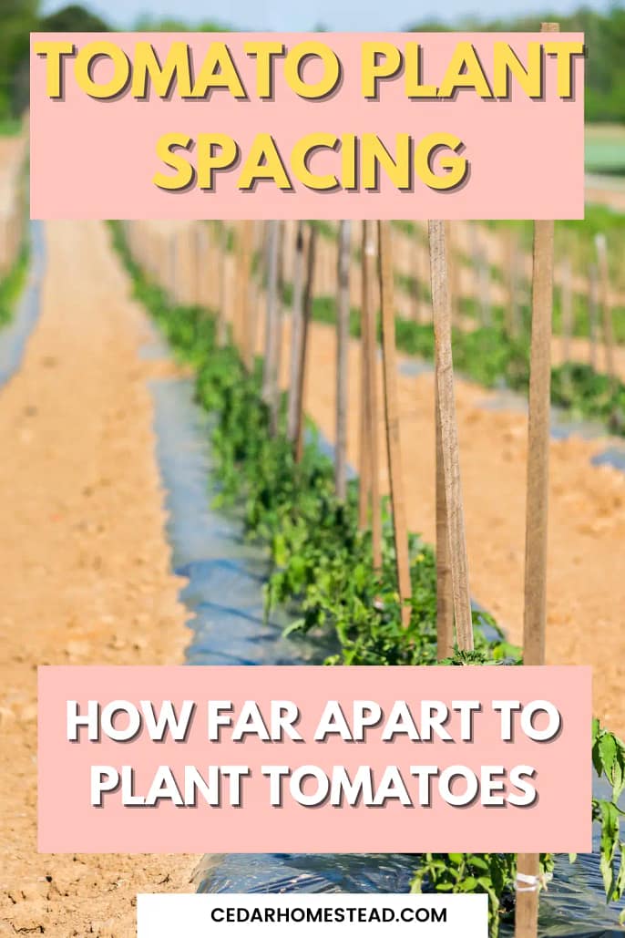 Tomato Plant Spacing: How Far Apart to Plant Tomatoes - Cedar Homestead