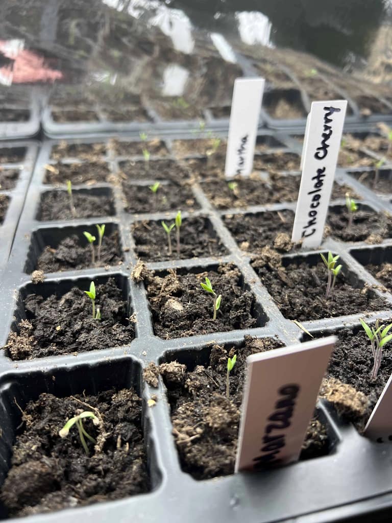 Indoor Seed Starting: DIY - How to Build a Seed Starting Rack - Cedar ...