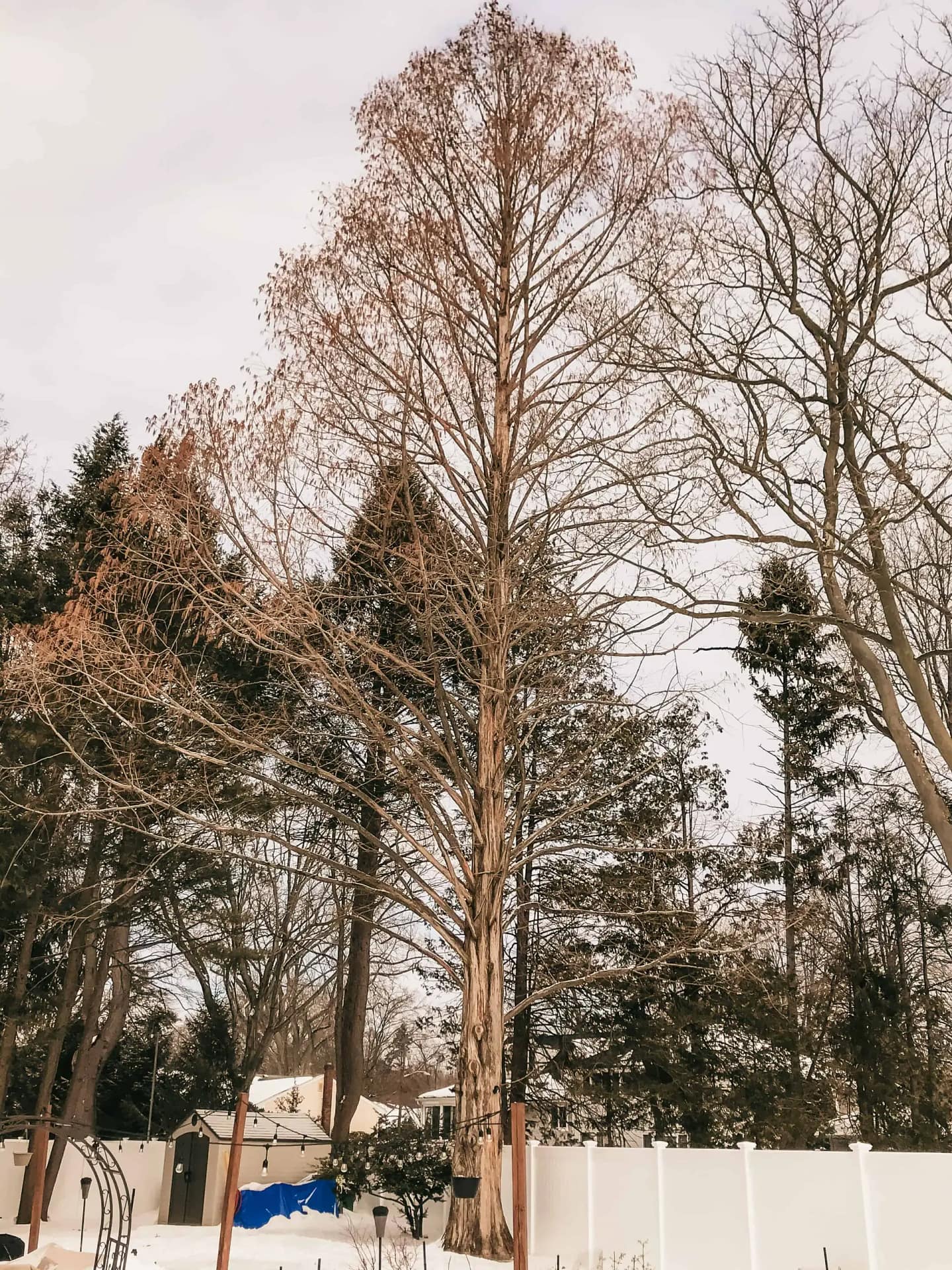 How to Determine Your Area's Frost Dates - Cedar Homestead