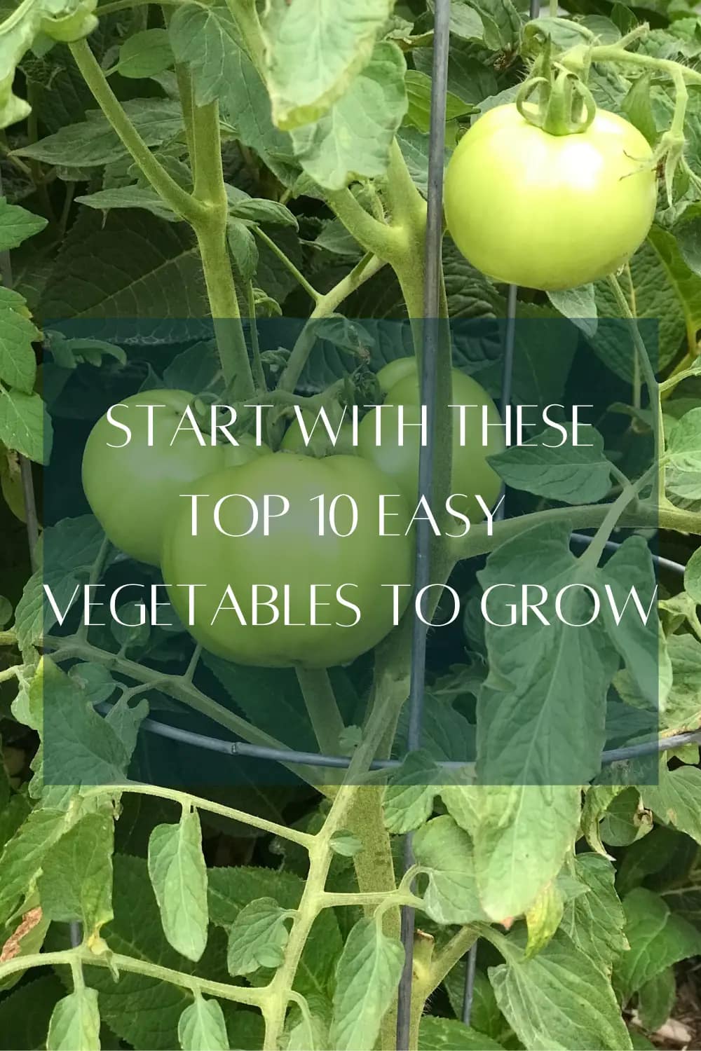 Start with These Top 10 Easy Vegetables to Grow - Cedar Homestead