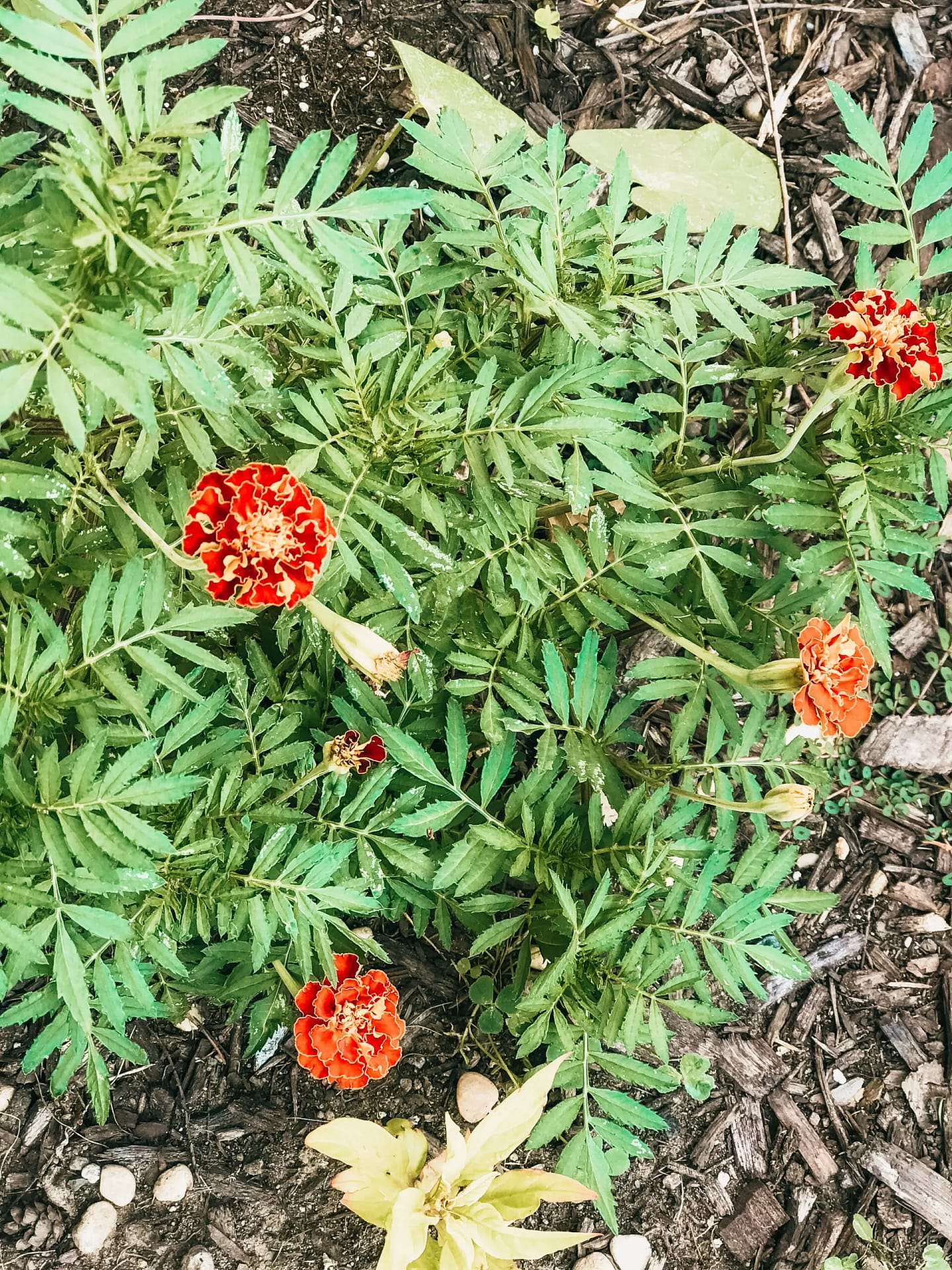 How to Grow, Care, Harvest, and Save Marigold Seeds - Cedar Homestead