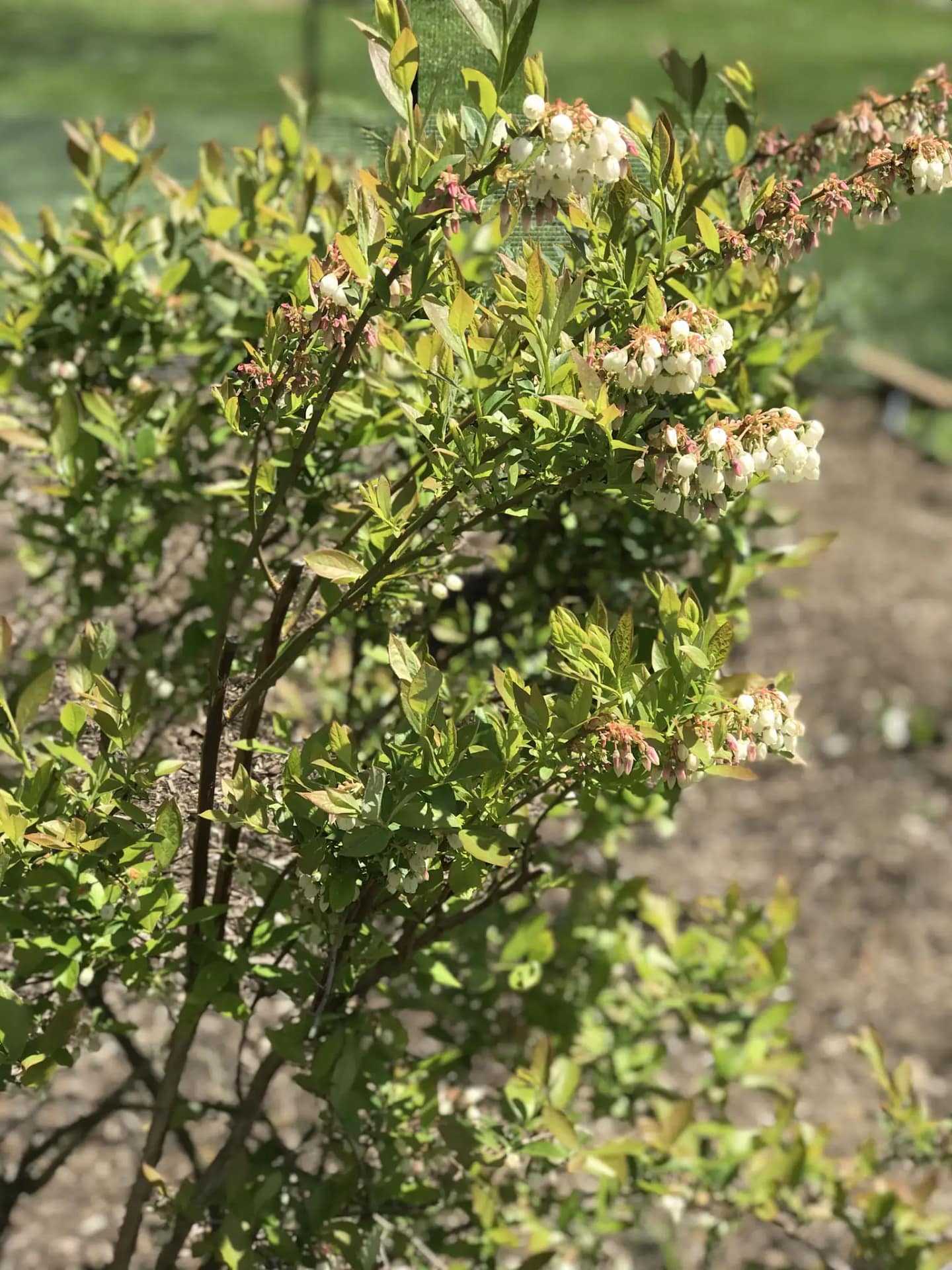 Growing Blueberries: What Variety is Best for You? - Cedar Homestead